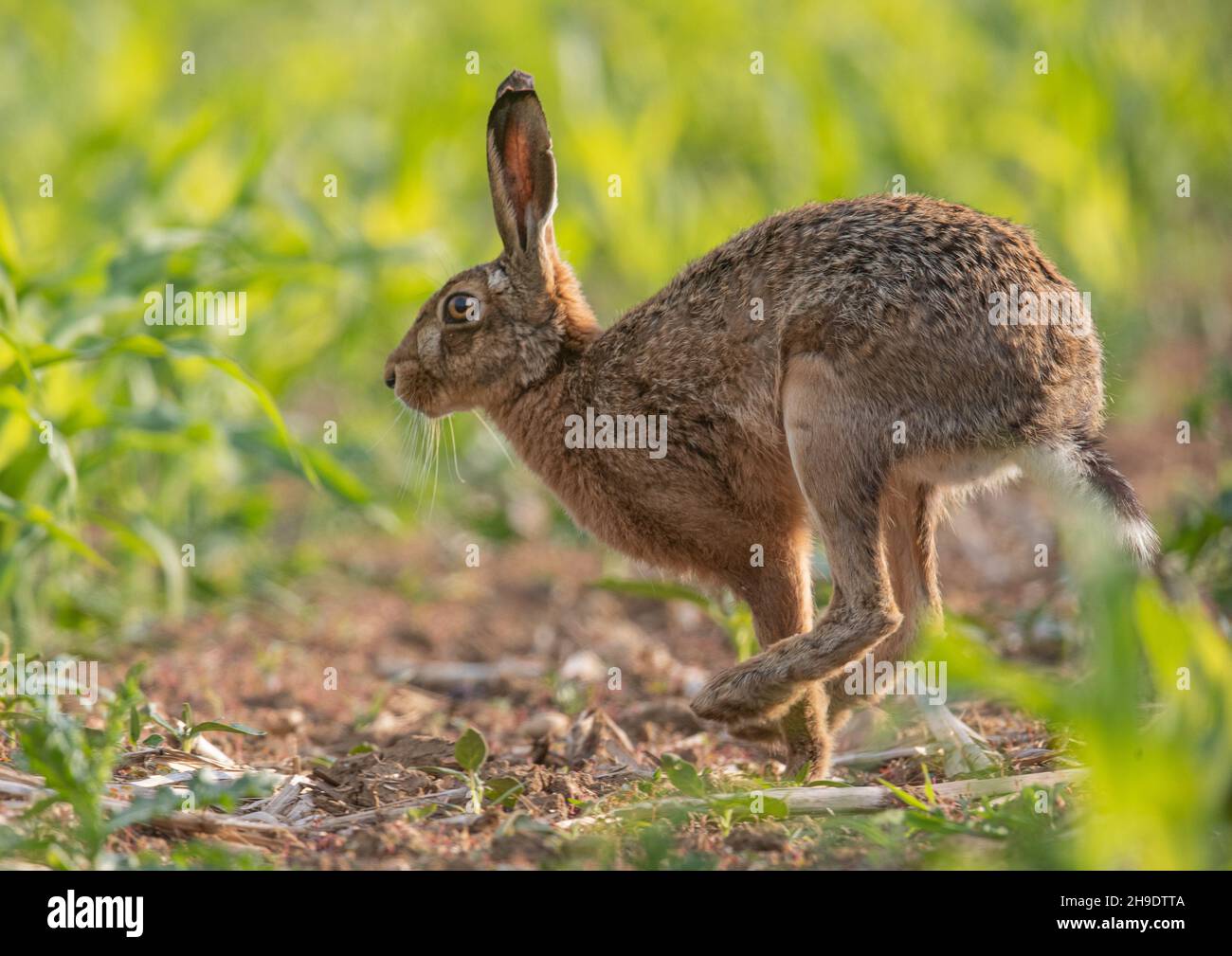 A Brown Hare bounding through maize in pheasant cover Showing his long ...