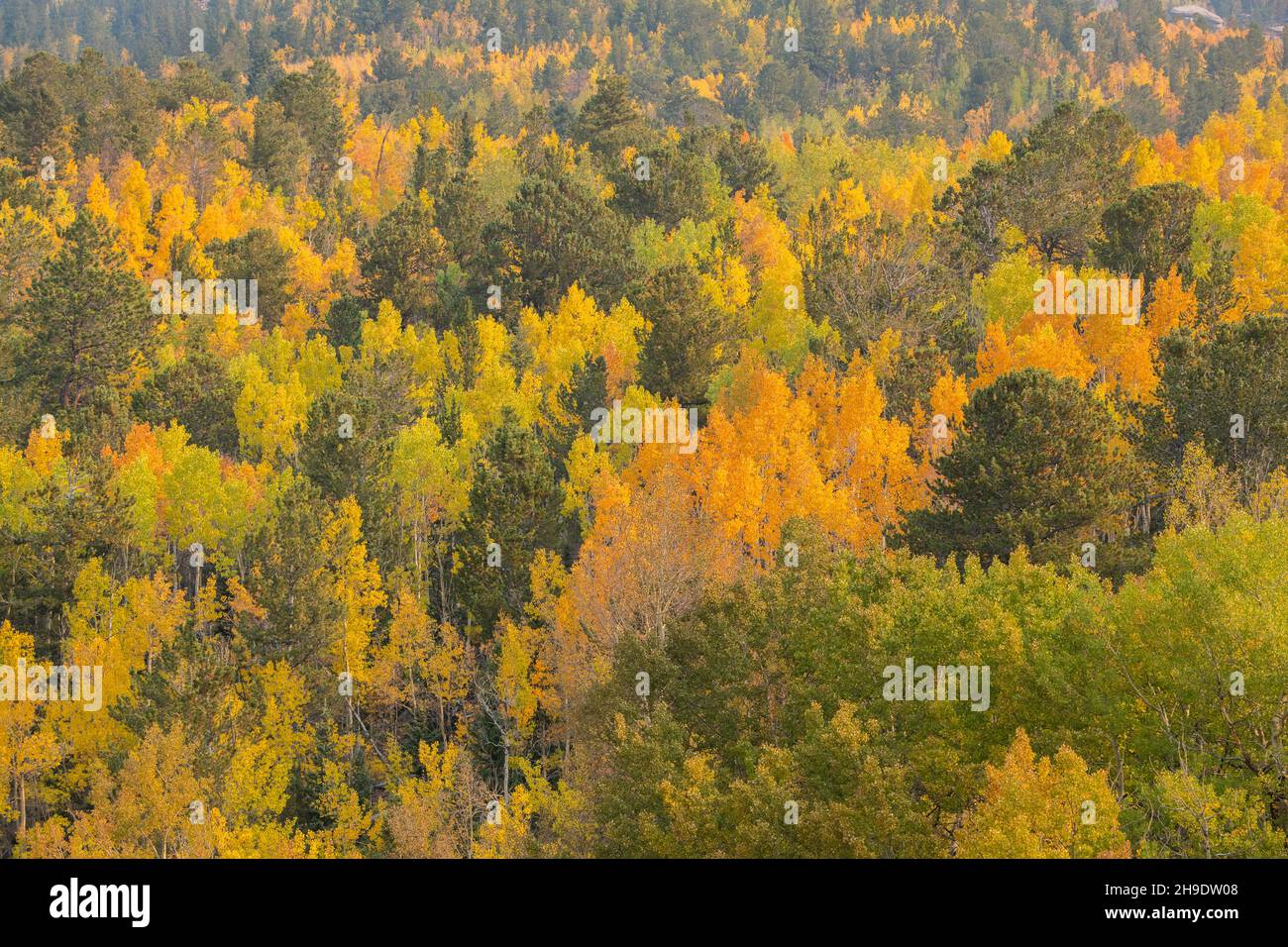 Colorado, Teller County, Victor. Gold was discovered in the late 19th ...