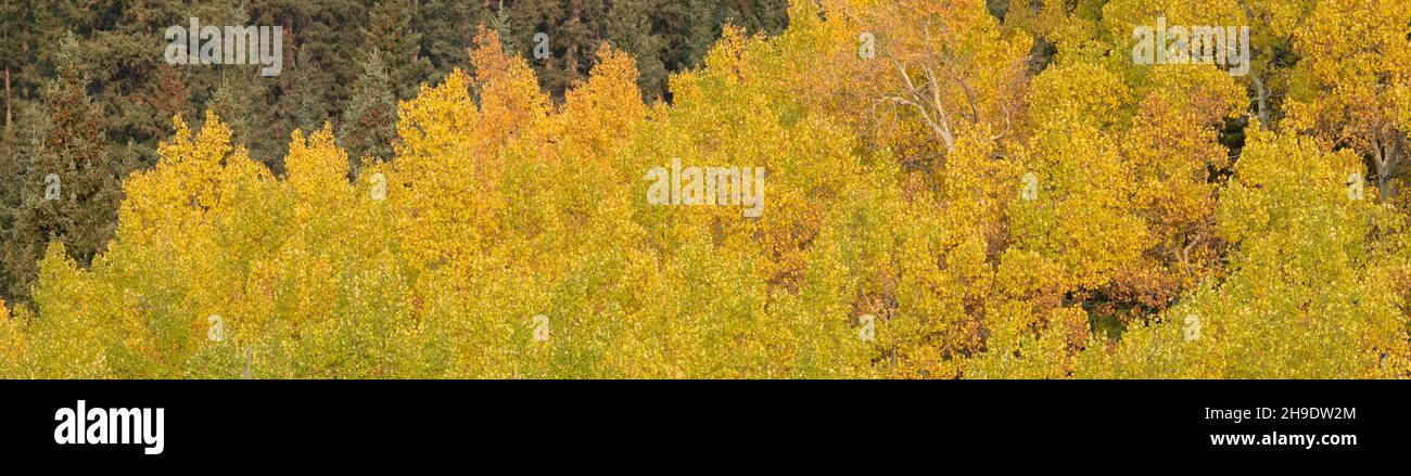 Colorado, Teller County, Victor. Gold was discovered in the late 19th ...