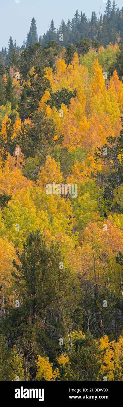 Colorado, Teller County, Victor. Gold was discovered in the late 19th ...