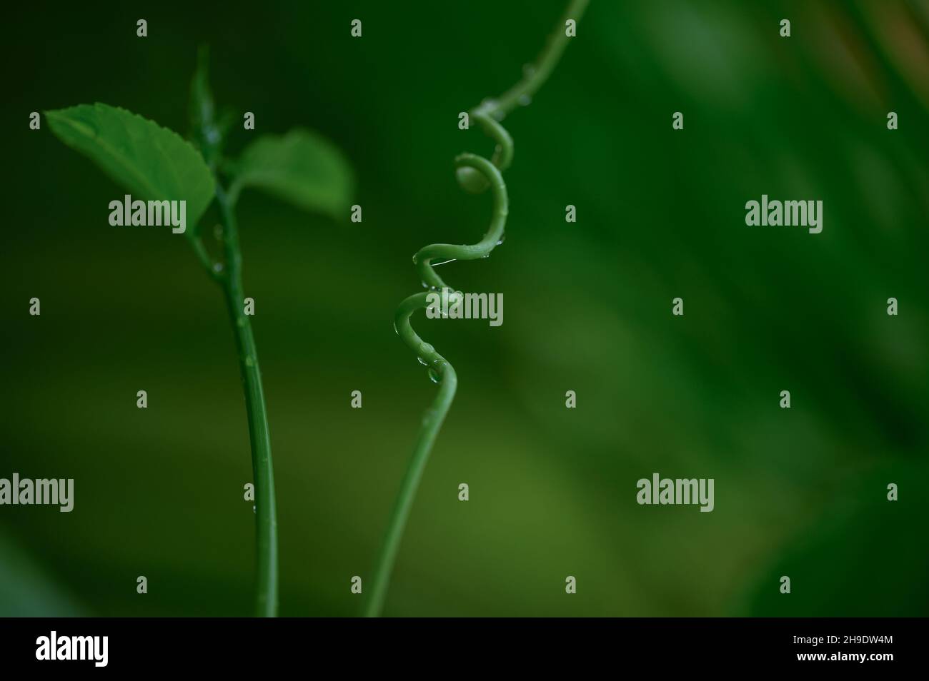 Twirly design hi-res stock photography and images - Alamy