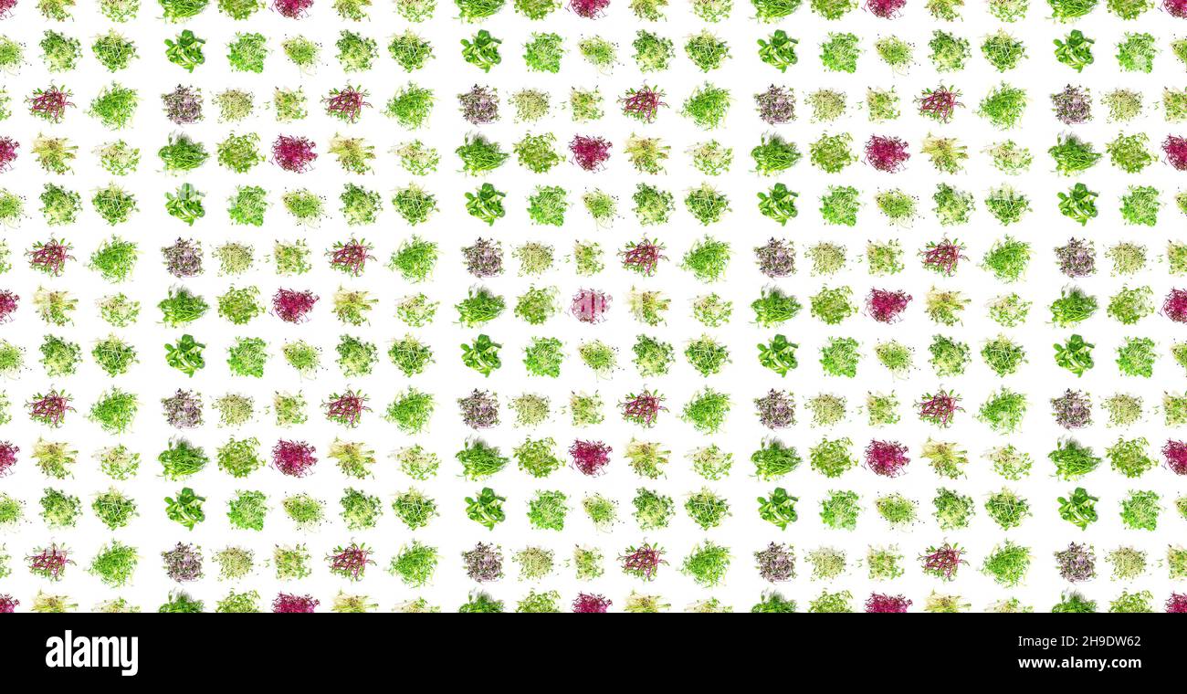 Pattern of different microgreens on a white background. Selective focus ...
