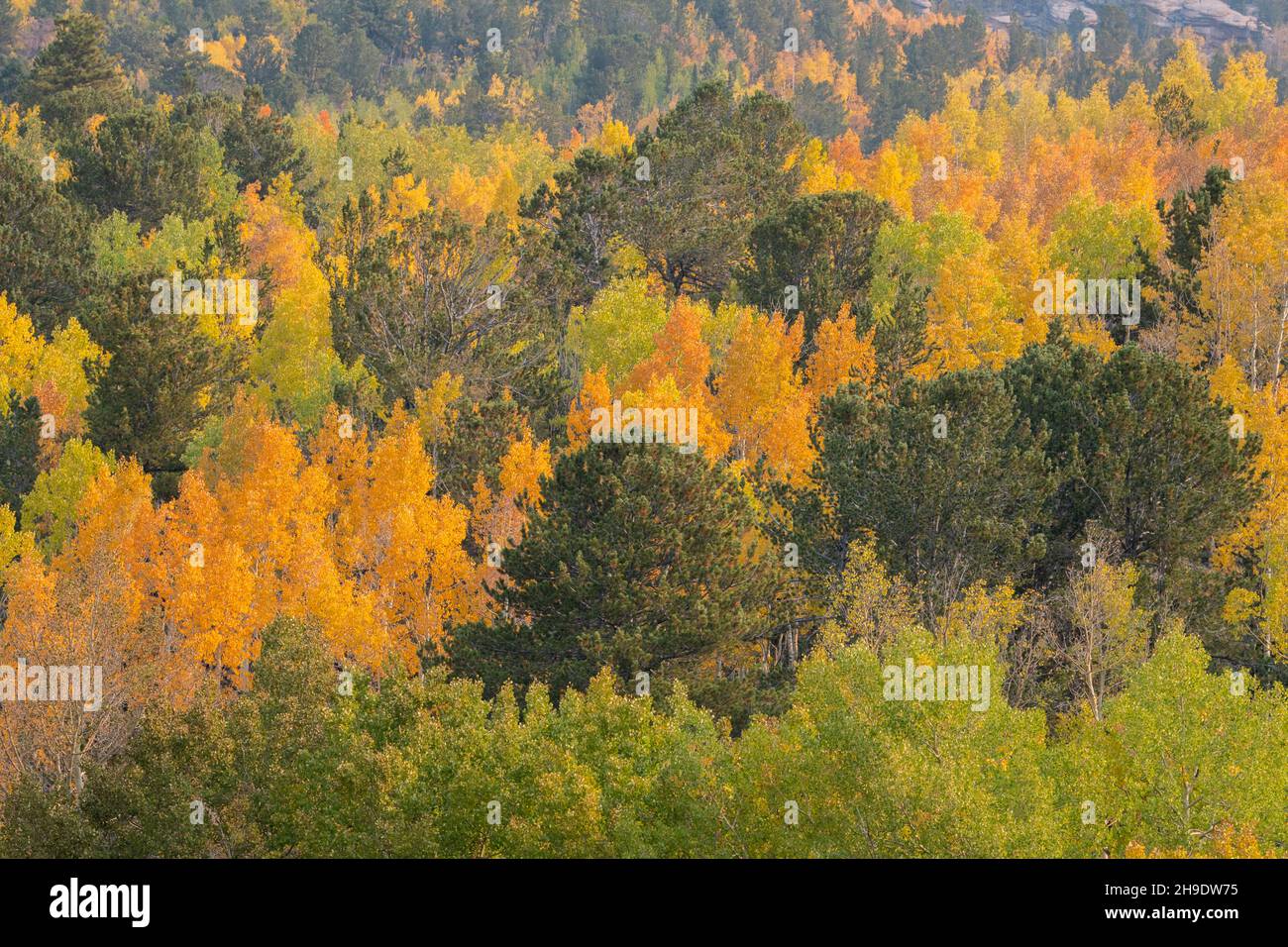 Colorado, Teller County, Victor. Gold was discovered in the late 19th ...