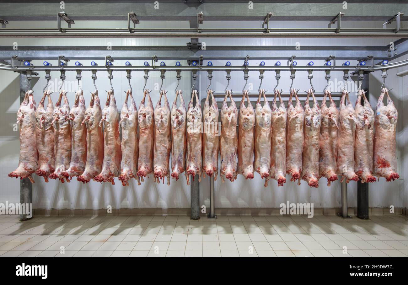 Lamb carcasses hanging on hooks in slaughter house before transfer to ...