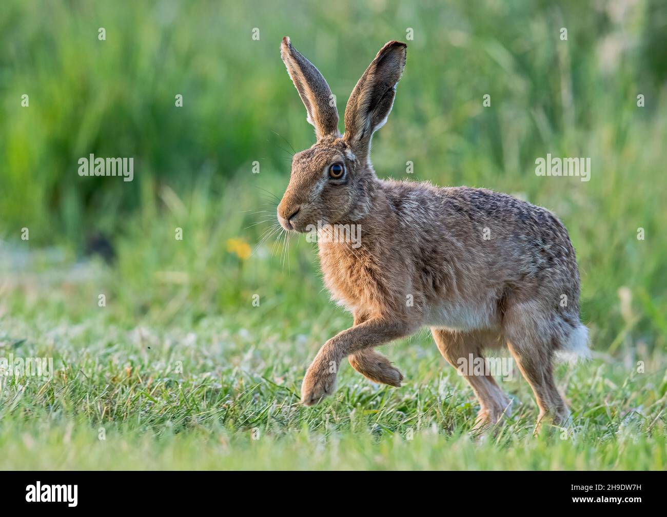 Bounding forward hi-res stock photography and images - Alamy