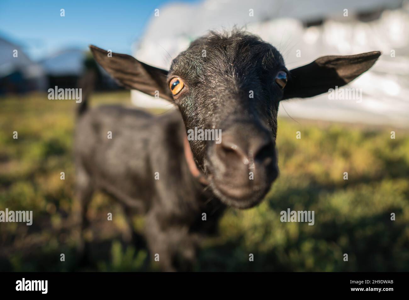 Funny goat. Head of silly looking black goat, closeup portrait with ...