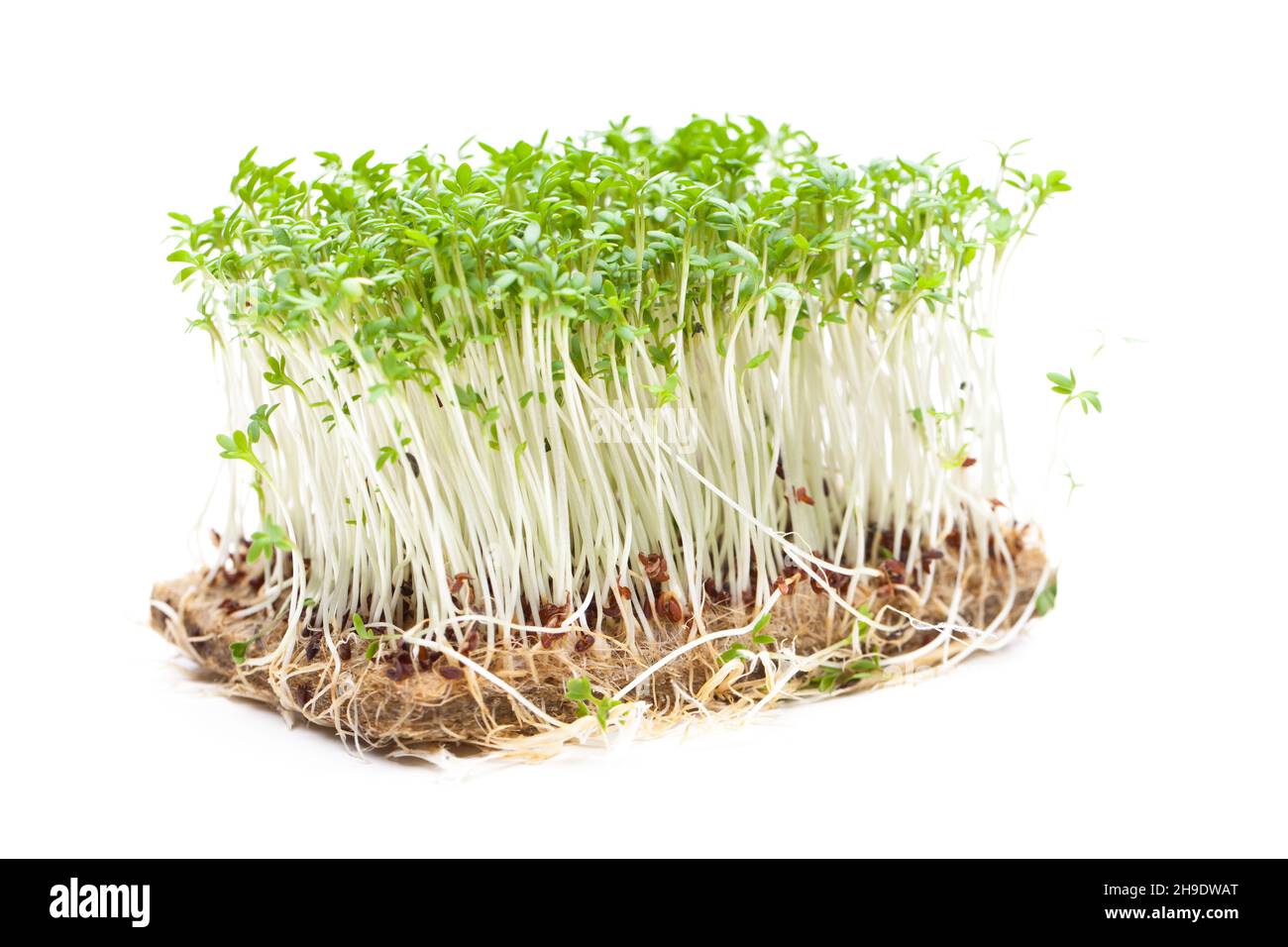 Seeds window Cut Out Stock Images & Pictures - Alamy