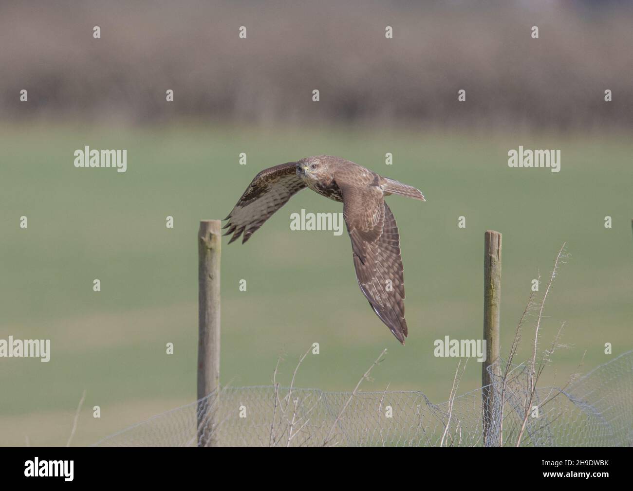 Buzzard feather hi-res stock photography and images - Alamy