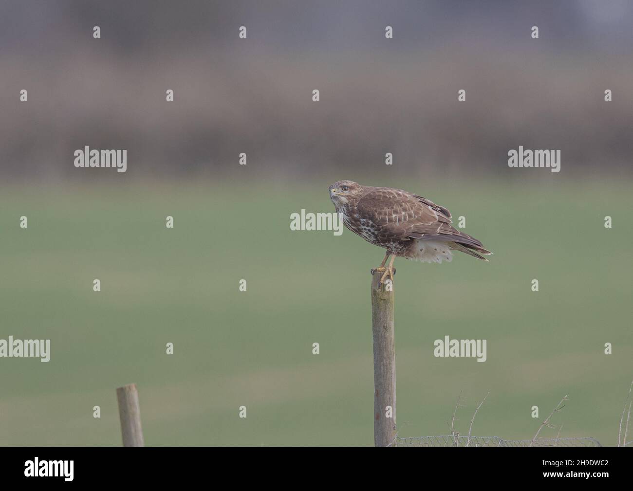 A Common Buzzard ( Buteo buteo ) perched on it's hunting post on a farm ...