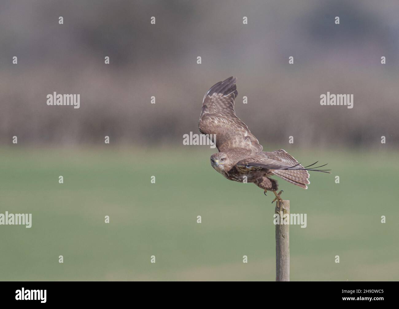 Buzzard feather hi-res stock photography and images - Alamy