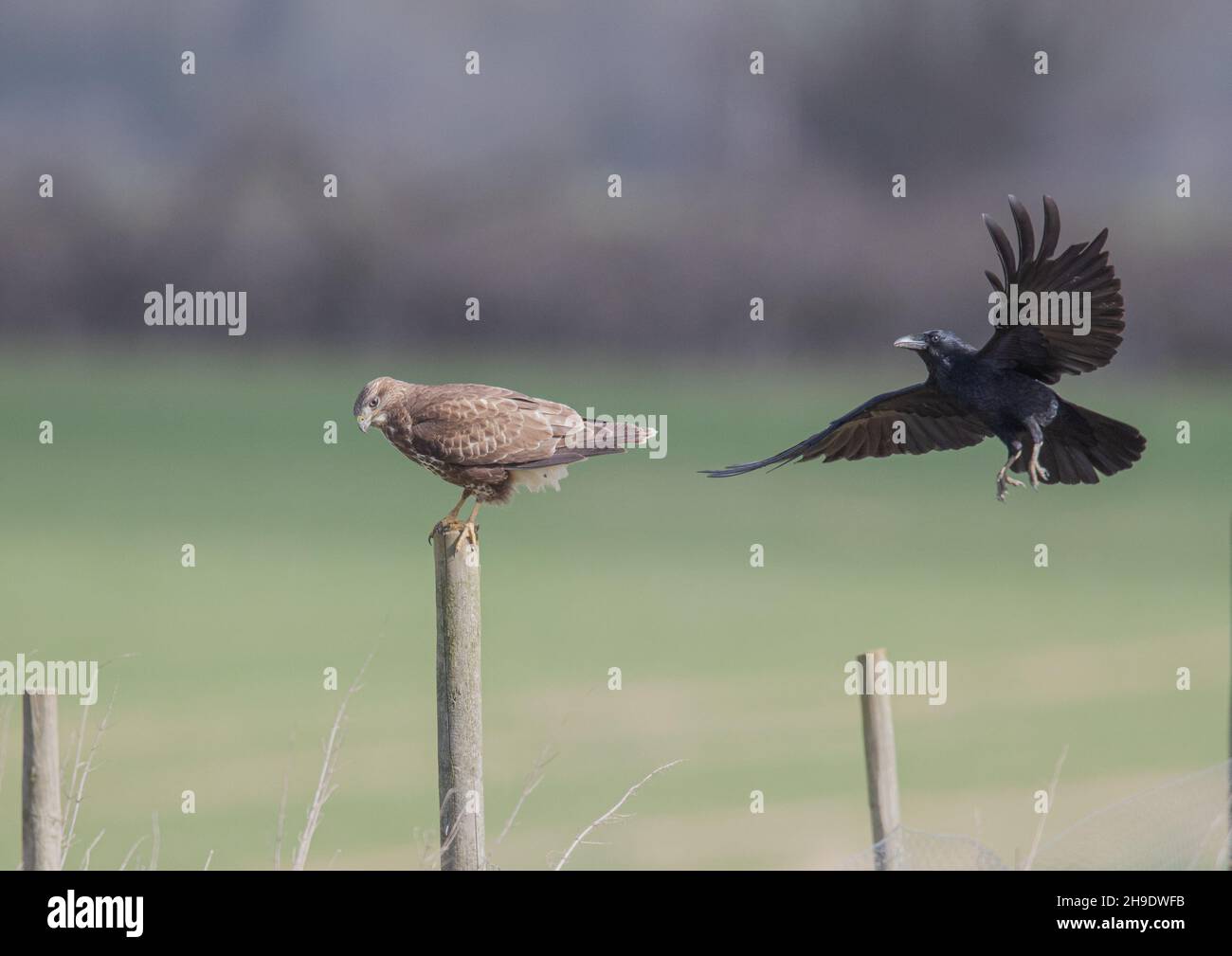 Crow attack hi-res stock photography and images - Alamy