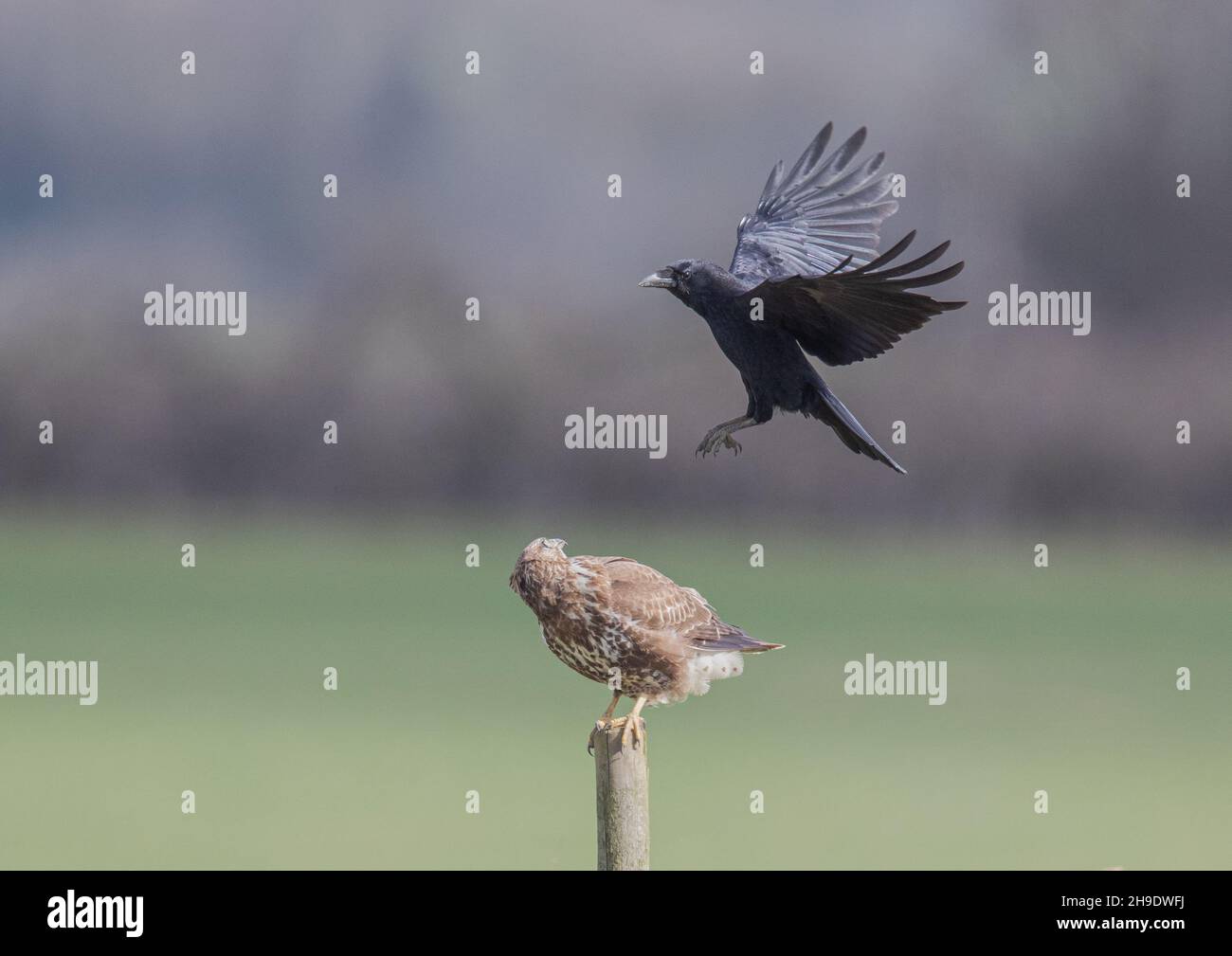 Crow attack hi-res stock photography and images - Alamy