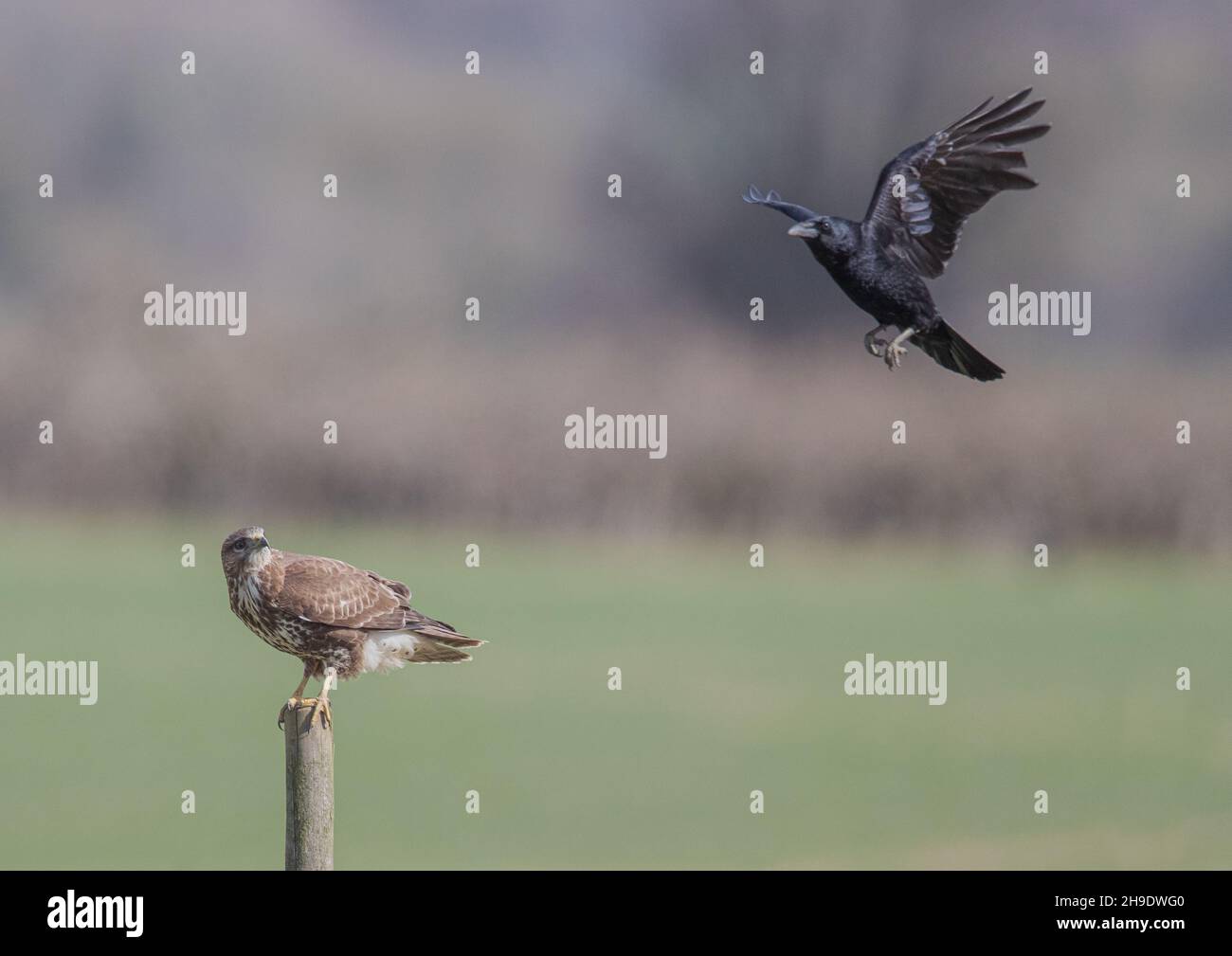 The Bully above A common Buzzard being mobbed and bullied by a Carrion ...