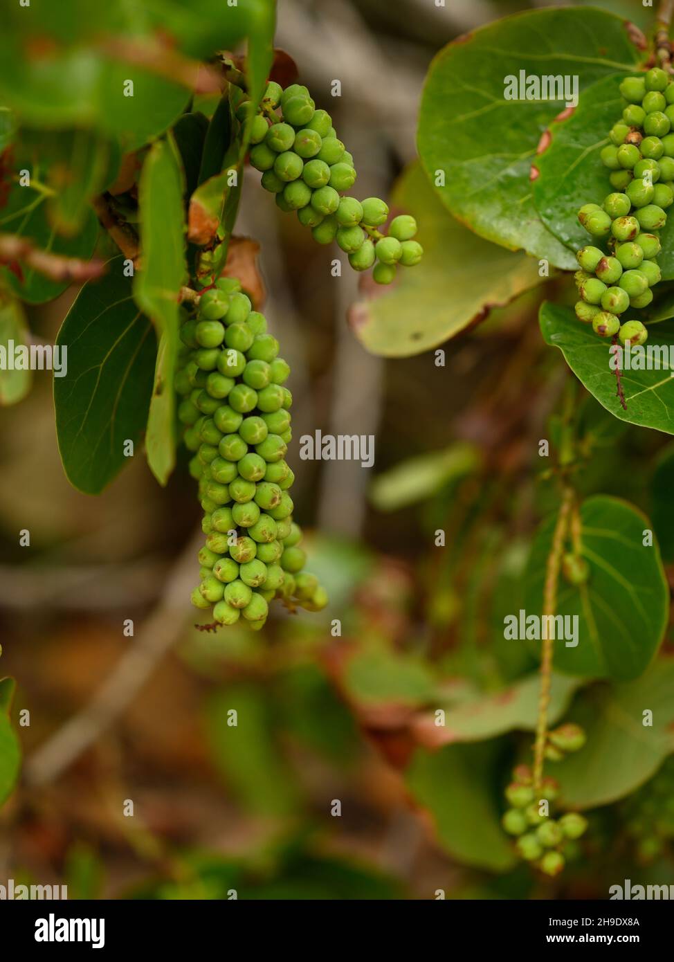 Photo of grapes taken on a beach in the Dominican Republic. The photo ...