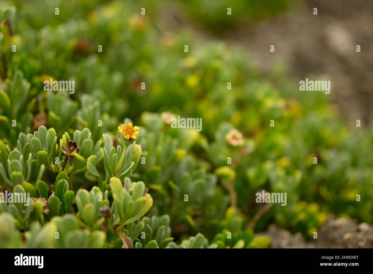 Atlantic Ocean Plants