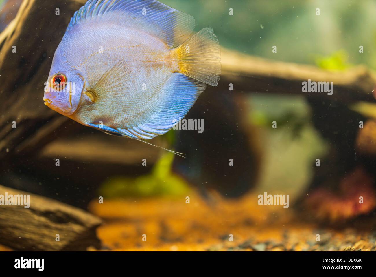 Close up view of blue diamond discus fish swimming in aquarium ...