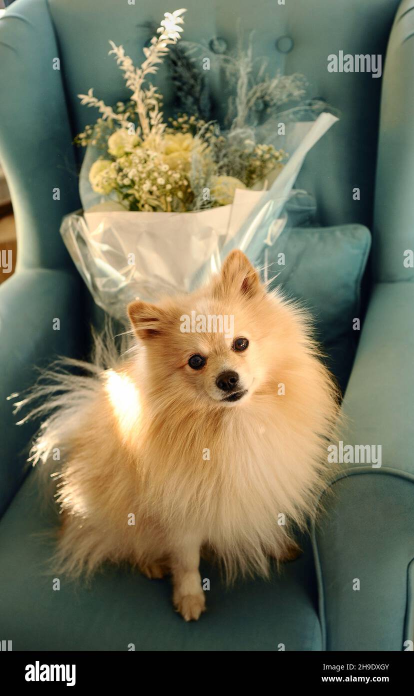 Cute spitz on blue armchair with bouquet of flowers. Pomeranian Spitz ...