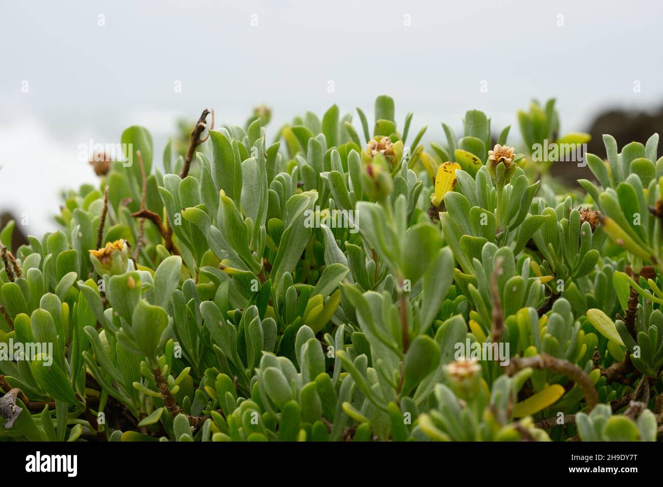 Atlantic Ocean Plants