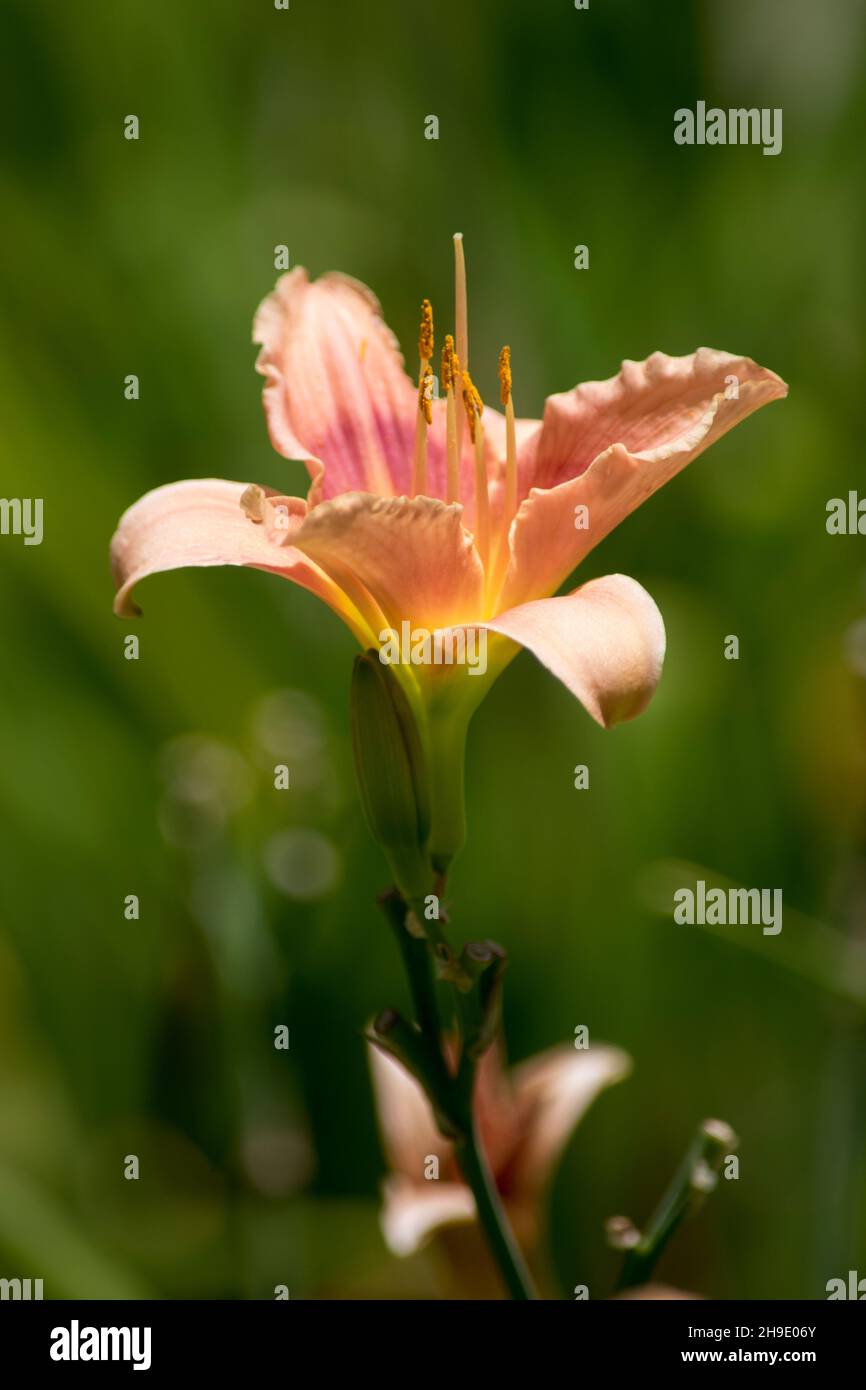 Close up photo of lilium flowers Stock Photo - Alamy
