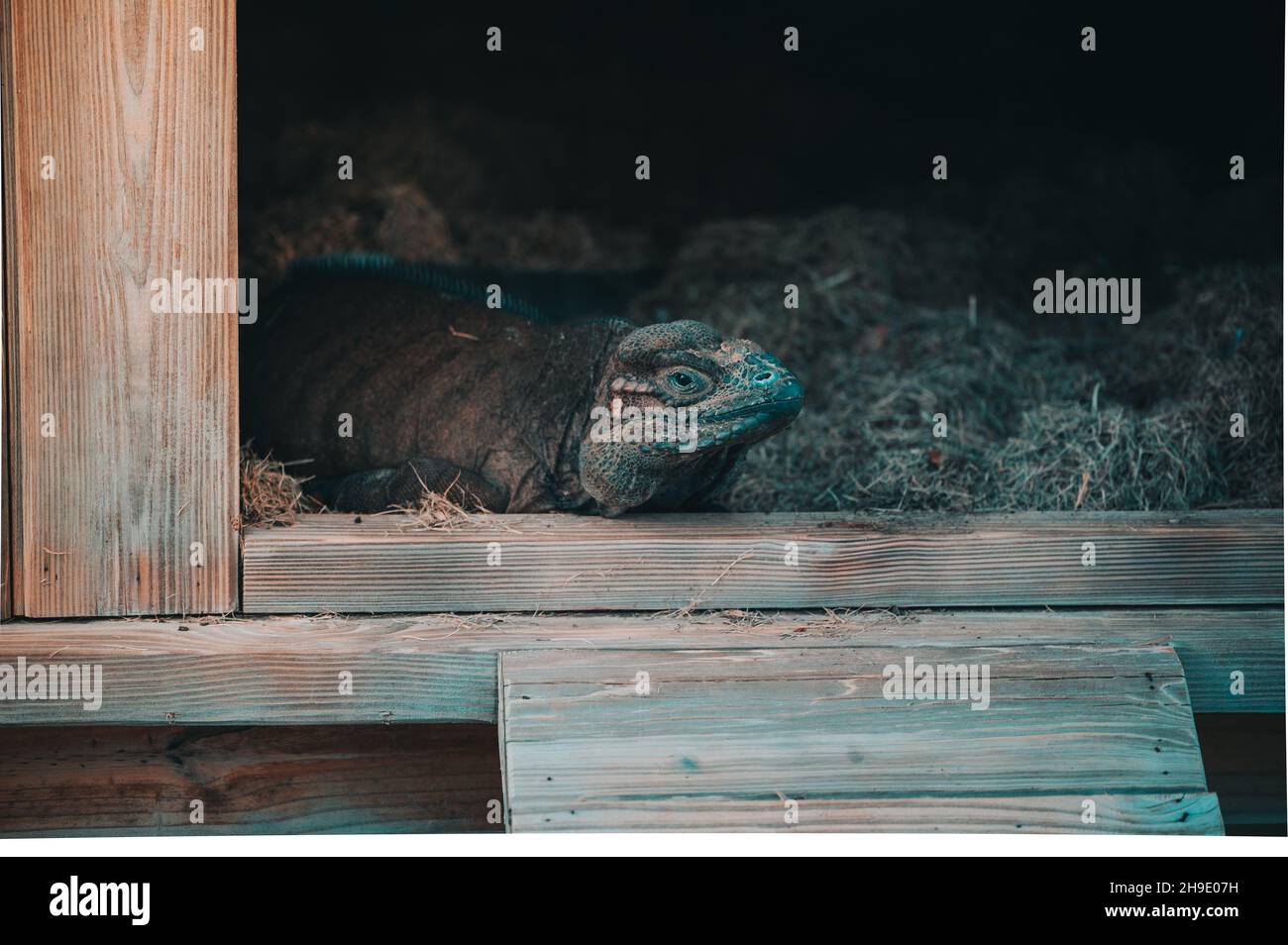 Iguana in wooden house where are loving. Reptiles in whole view in home ...