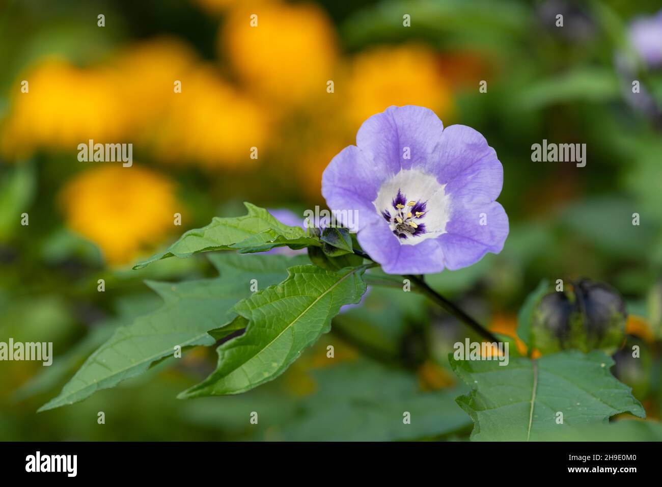 Close up of an apple of Peru (nicandra physalodes) flower in bloom ...