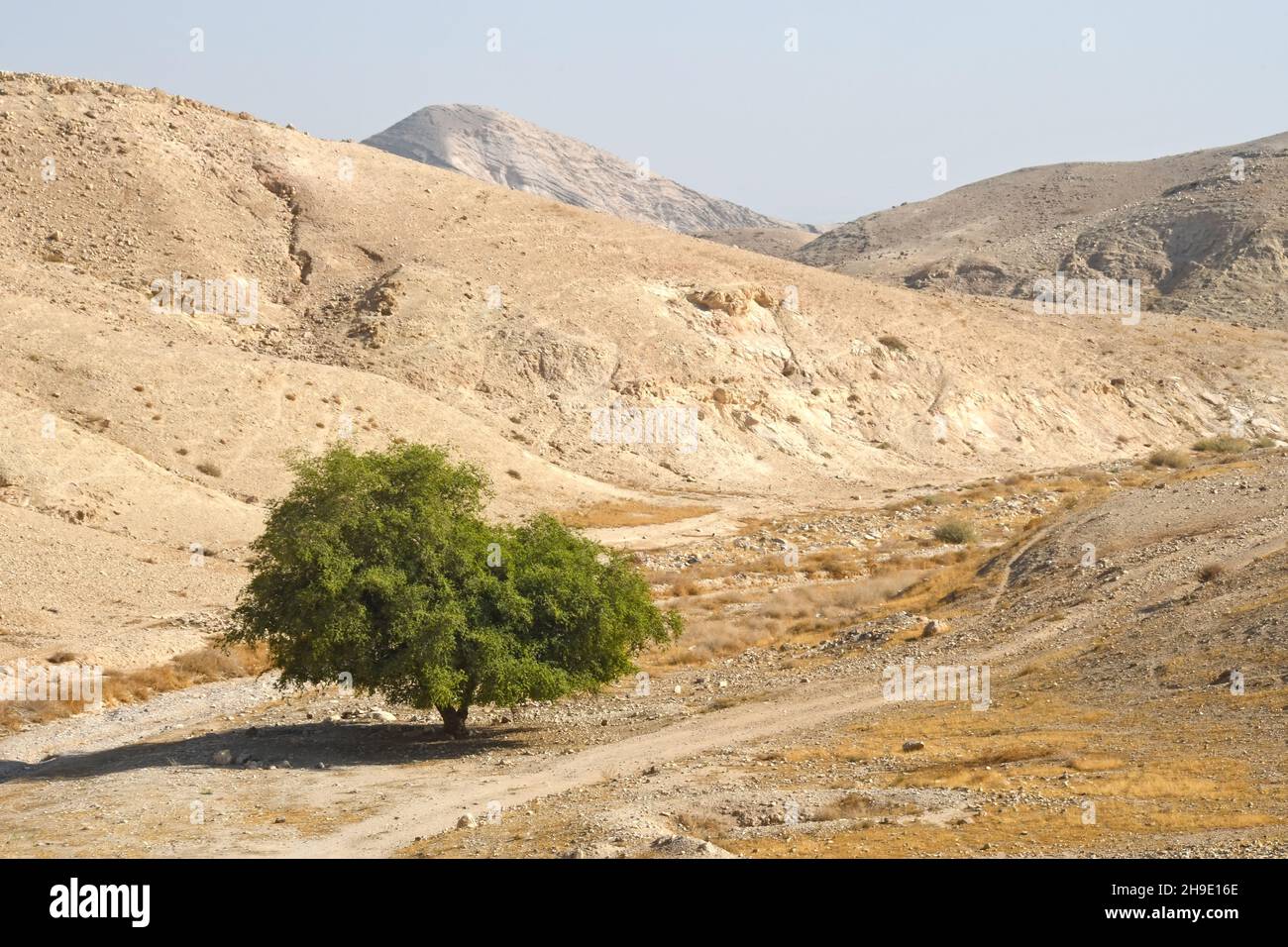 Acacia tree in the desert , Judean desert, Israel Stock Photo - Alamy