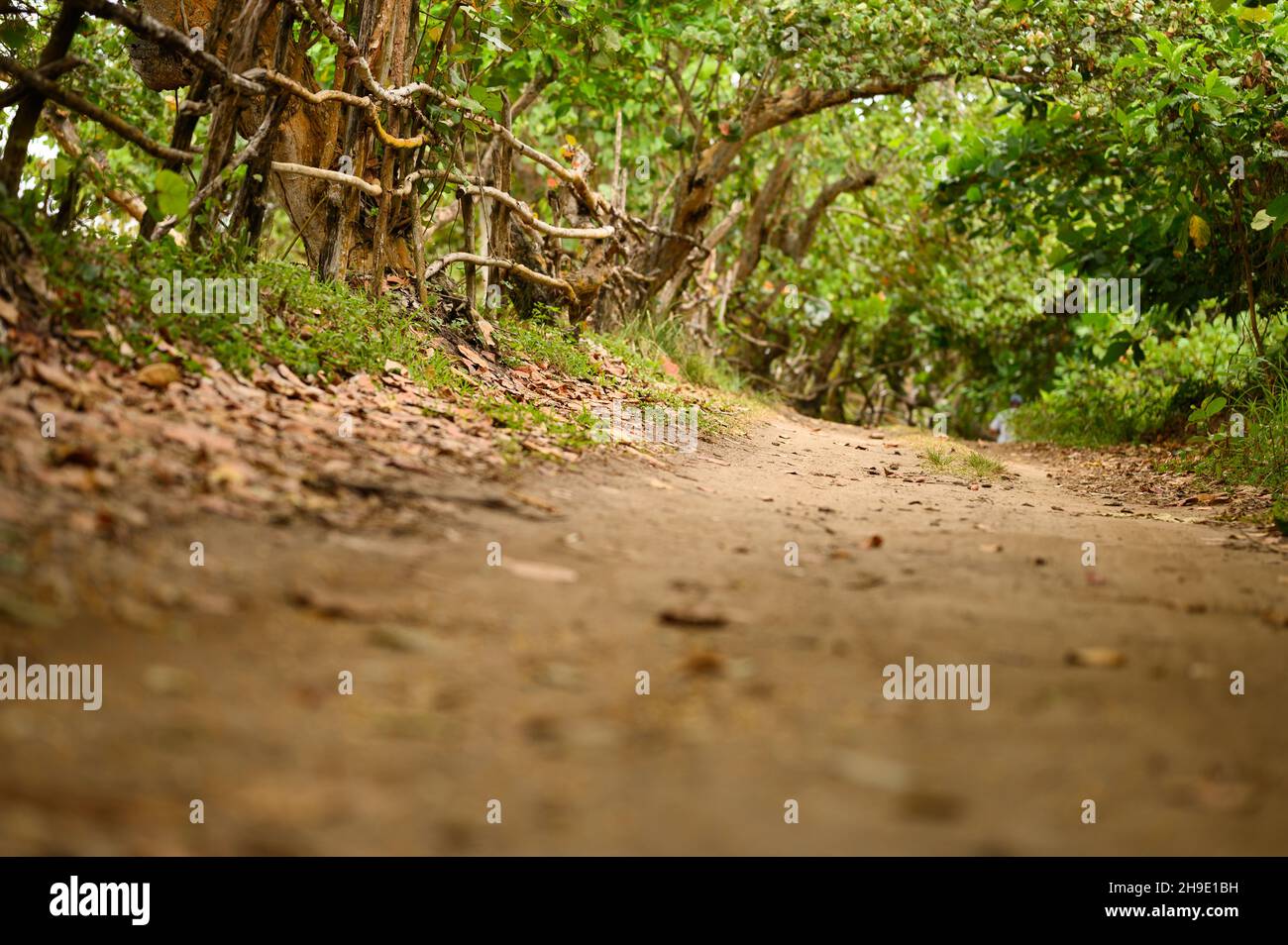 The photo shows a forest path in the forest reclamation zone. Treadmill ...