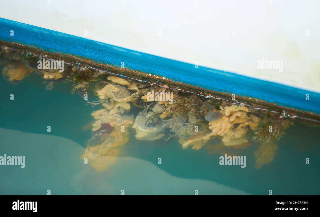 Molluscs, overgrown ship bottom. Shellfish on the hull of the ship ...