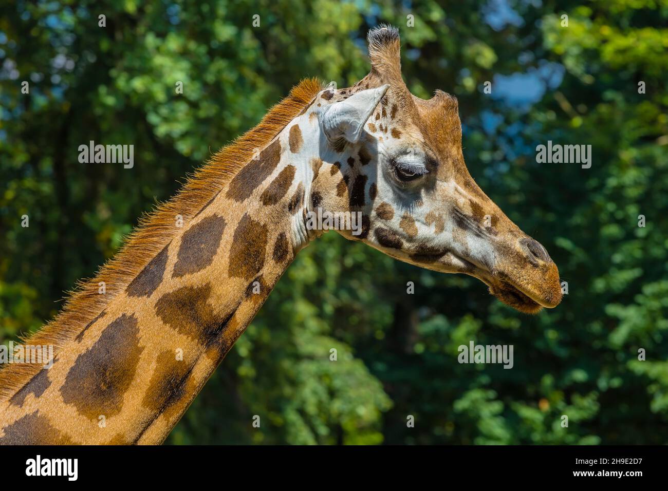 Sad giraffe hi-res stock photography and images - Alamy