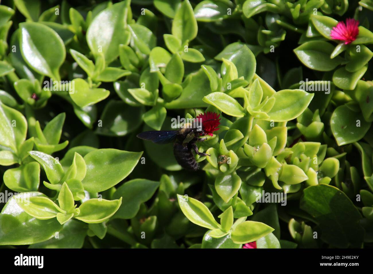 Blue wooden bee searching for nectar, Malta Stock Photo - Alamy