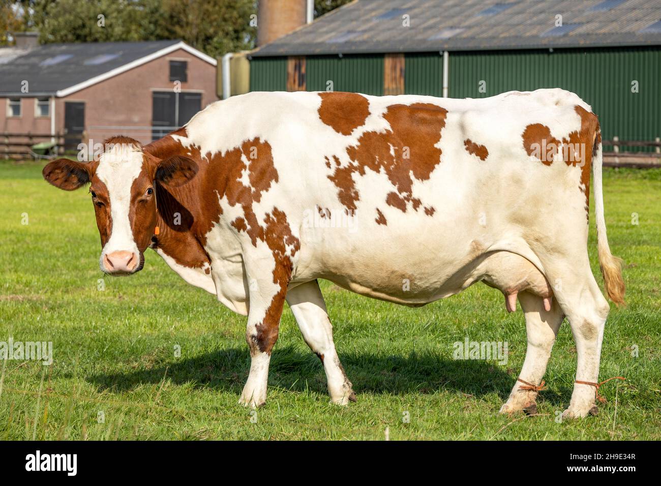 Dairy Cow Side View High Resolution Stock Photography and Images - Alamy