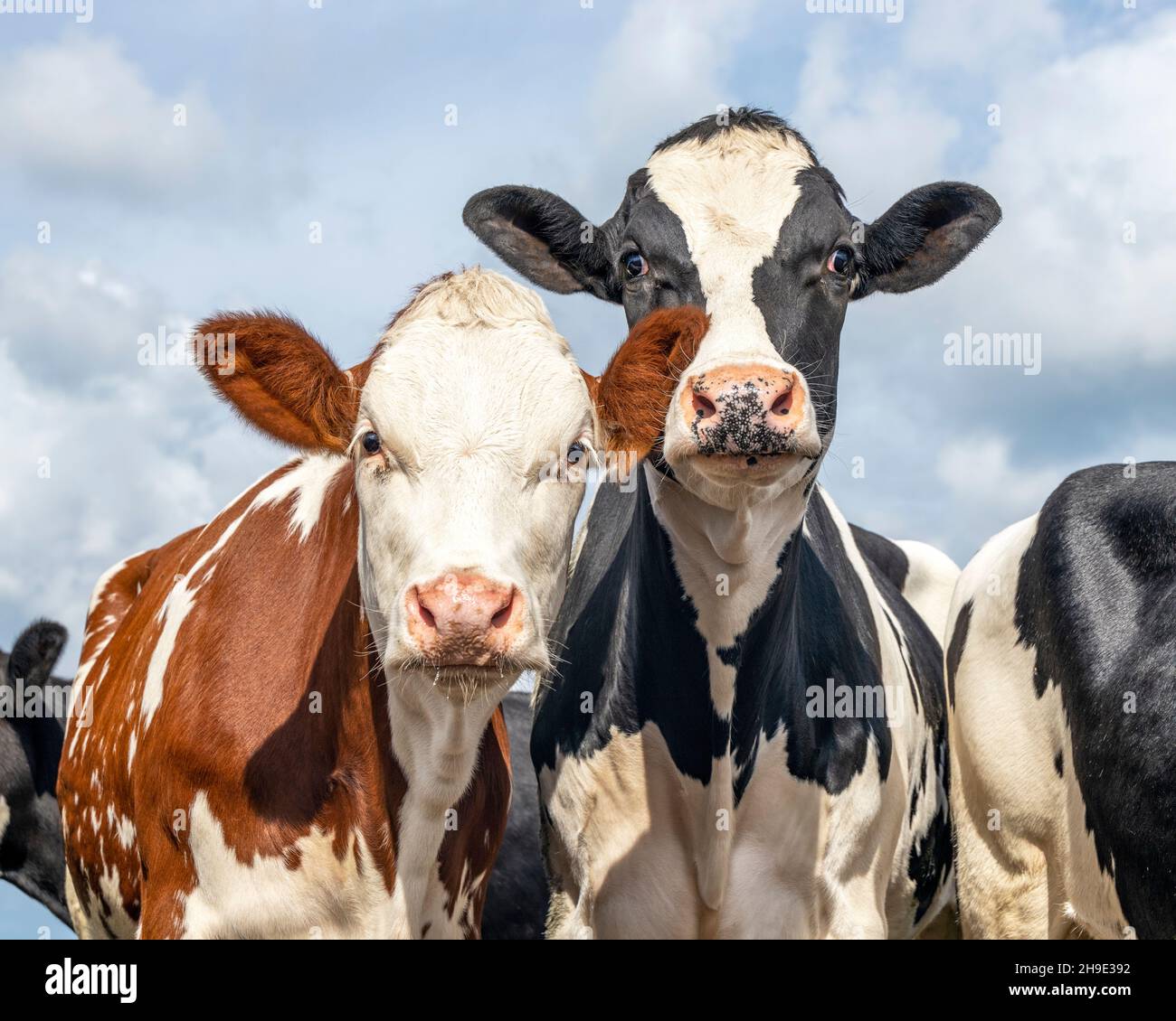 Two cows side by side, tender portrait of two cows, lovingly together ...