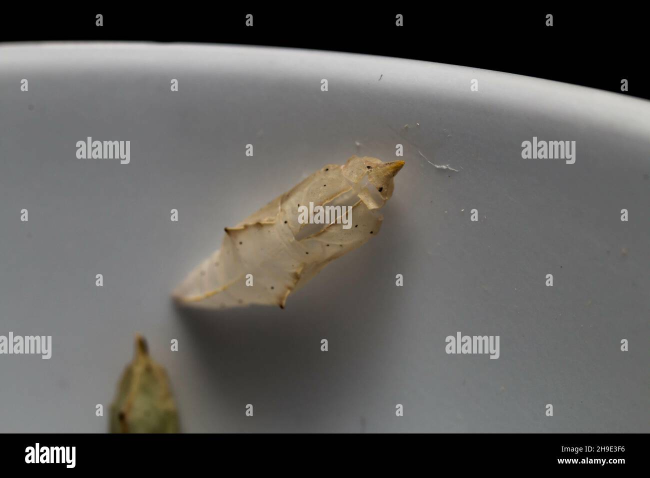 Hatched cocoon hi-res stock photography and images - Alamy