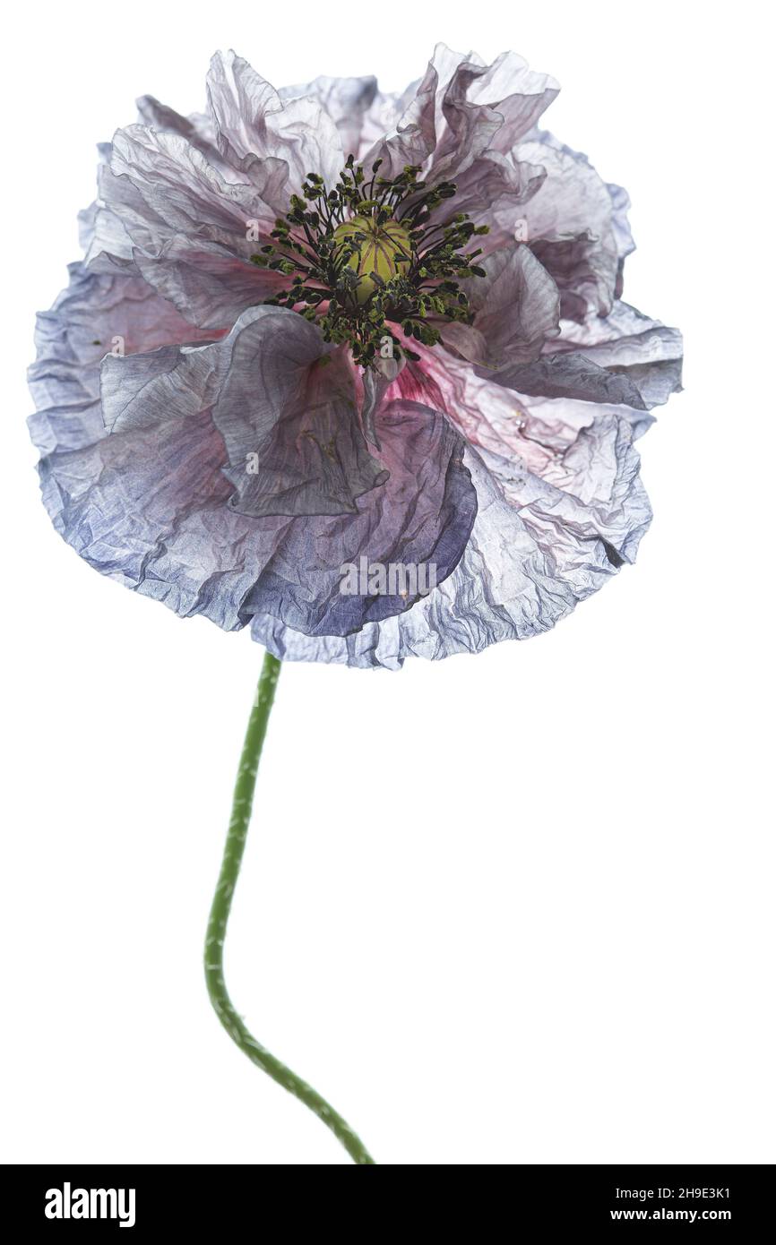 Poppy Grey Mother of pearl Stock Photo - Alamy