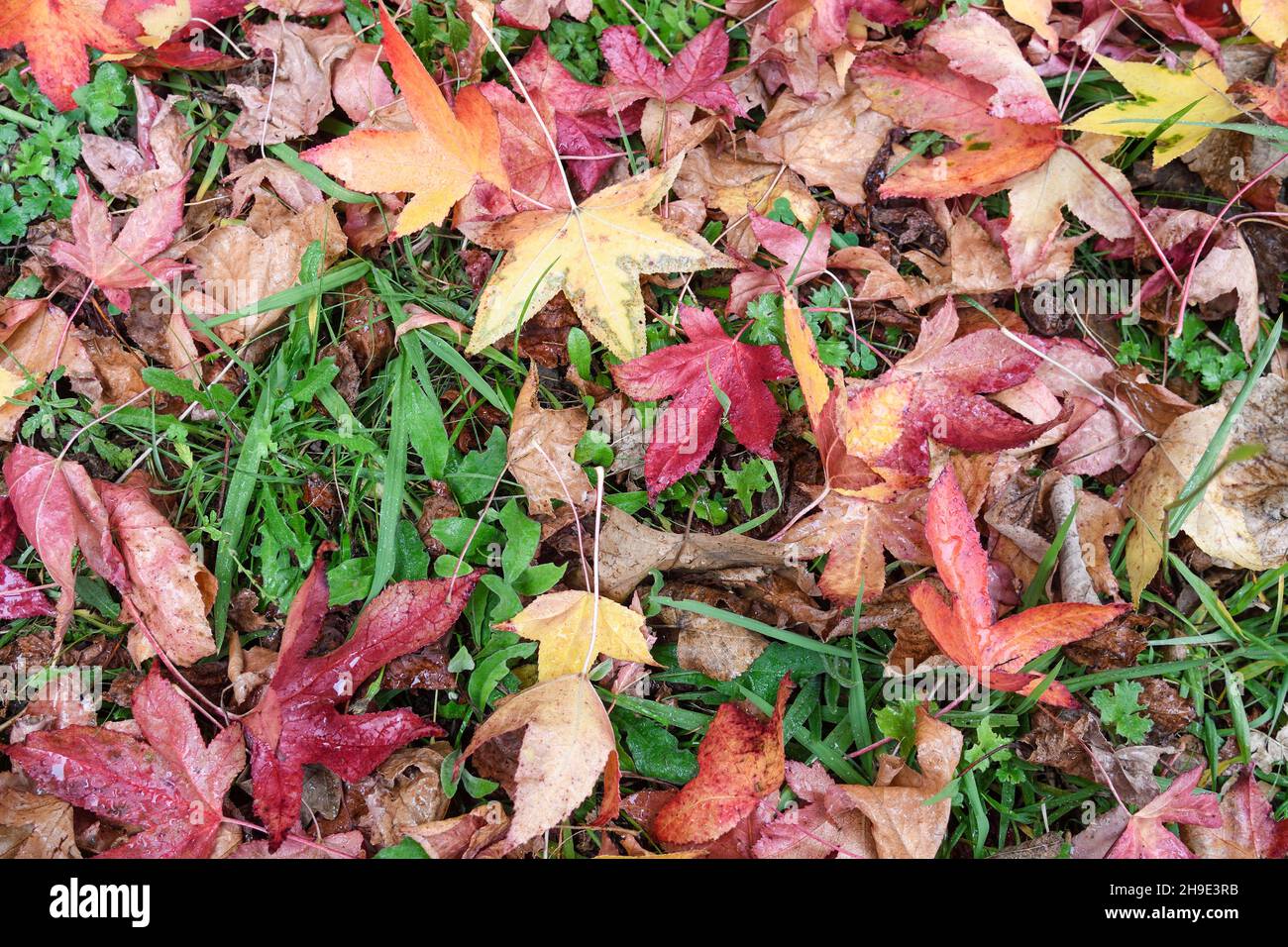 Fallen leaves with autumnal coloring Stock Photo - Alamy