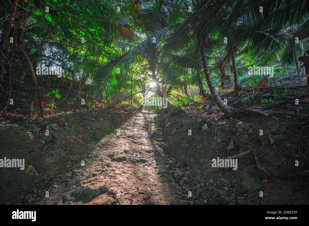 Walking path in jungle. In perspective of path, bright sun is visible ...