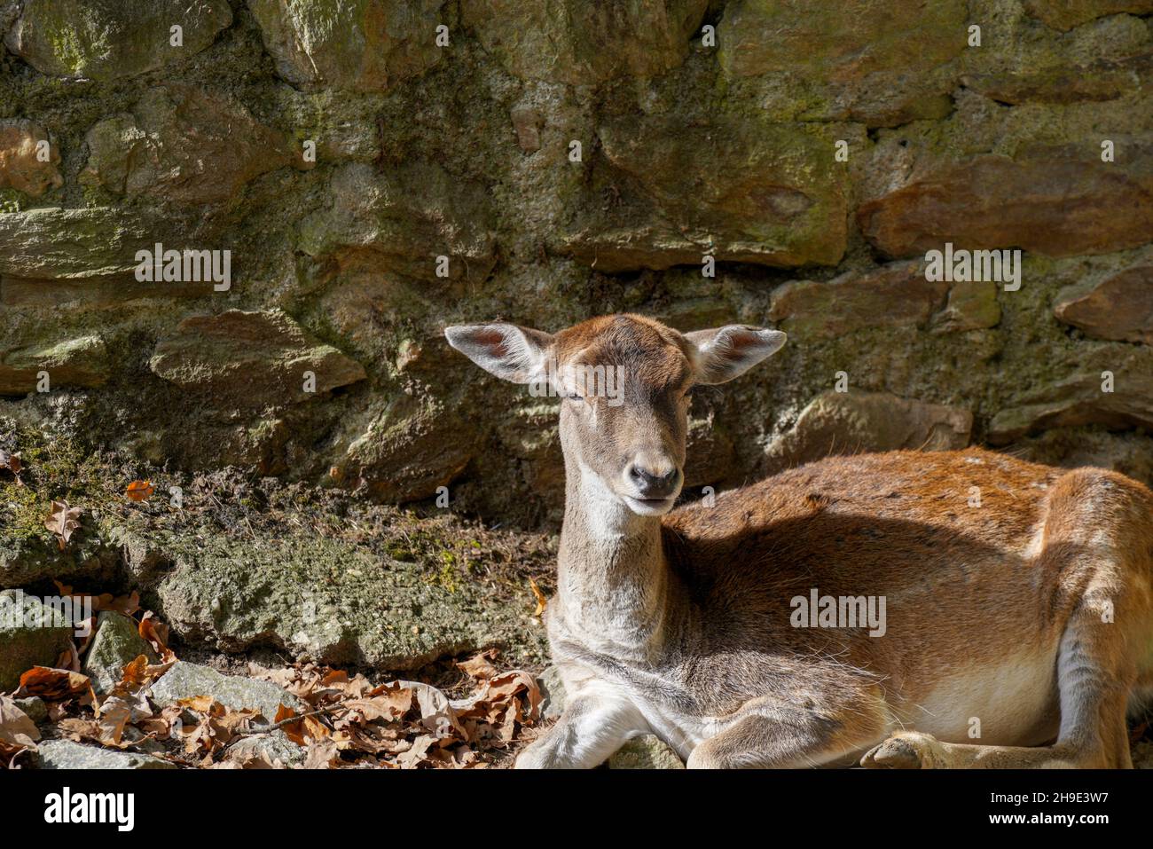 Beautiful European fallow deer sitting on the wall background Stock ...
