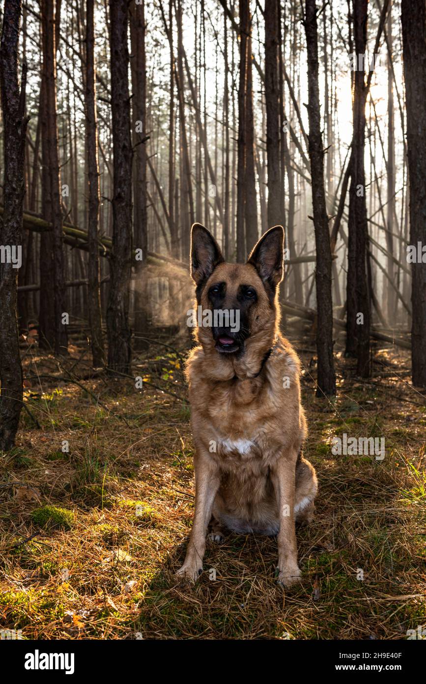 Senior German Shepherd Dog Portrait in Forest Stock Photo - Alamy