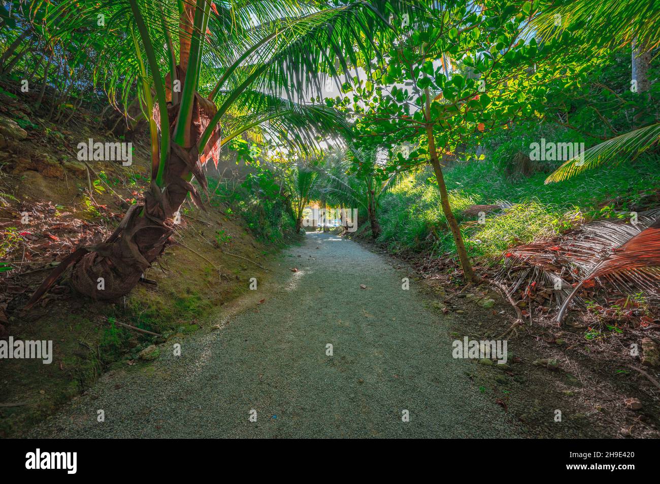 Walking path in jungle. In perspective of path, bright sun is visible ...