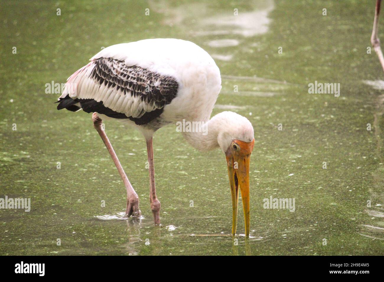Mycteria leucocephala stork hunting in th Stock Photo - Alamy