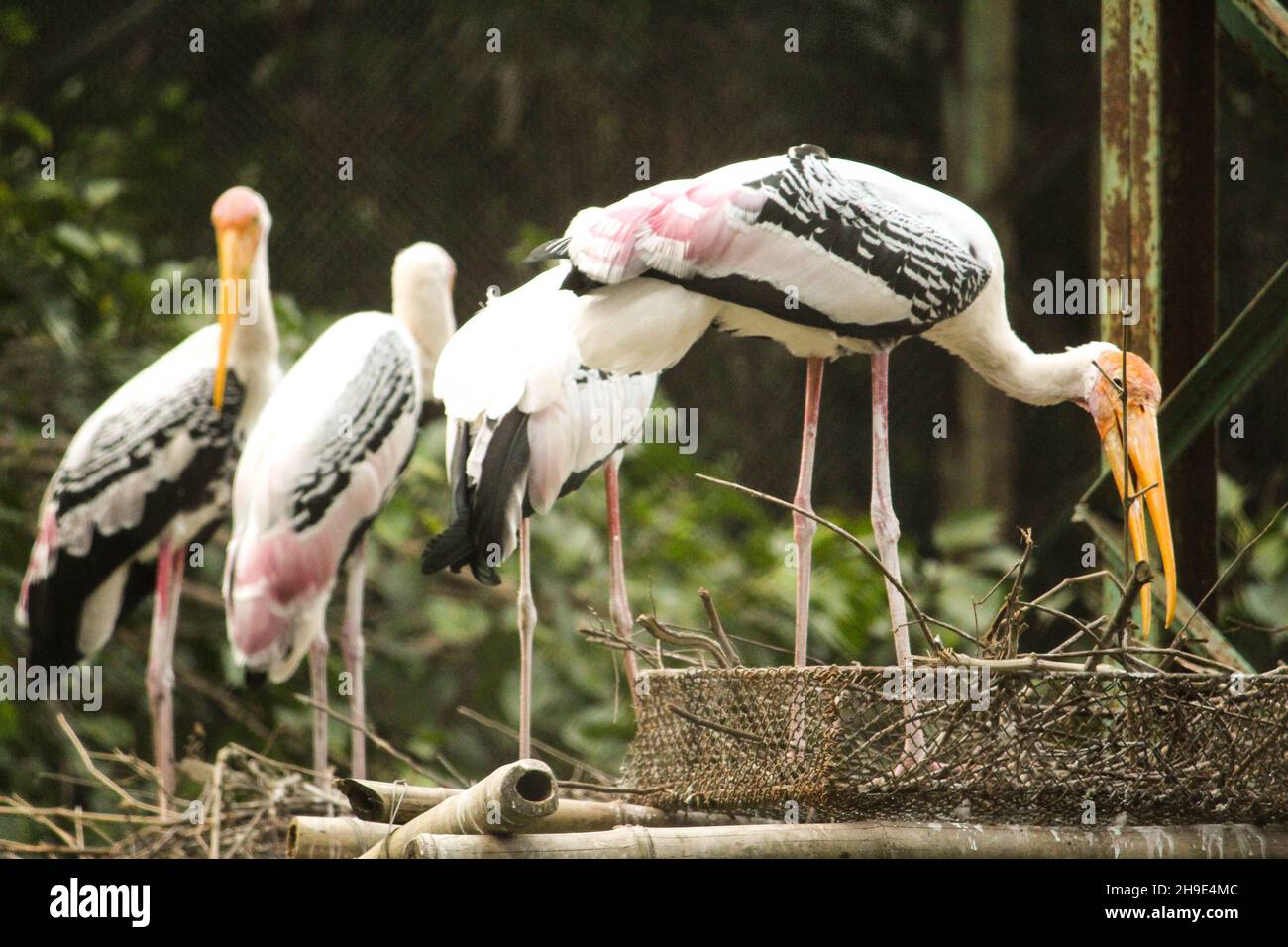 Flock of painted storks making a nest Stock Photo - Alamy