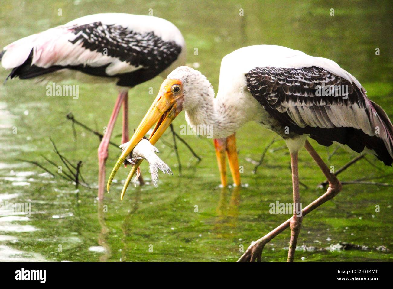 Painted stork hunting fish hi-res stock photography and images - Alamy
