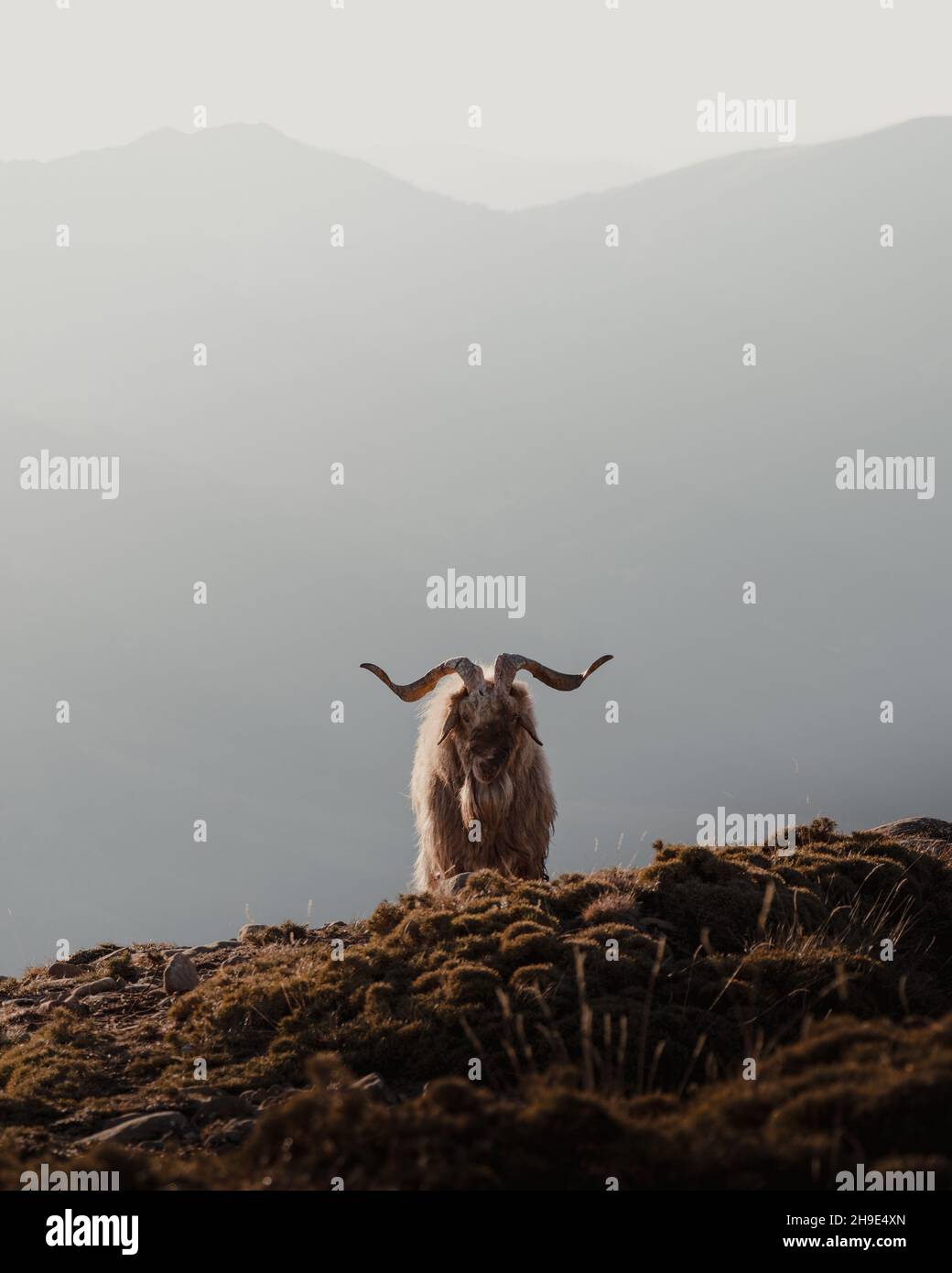 Vertical shot herd sheep hi-res stock photography and images - Alamy