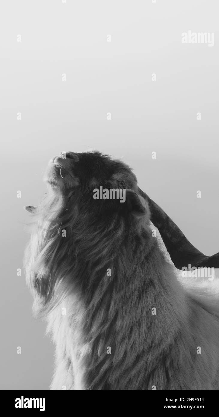 Vertical portrait of a goat in grayscale Stock Photo - Alamy