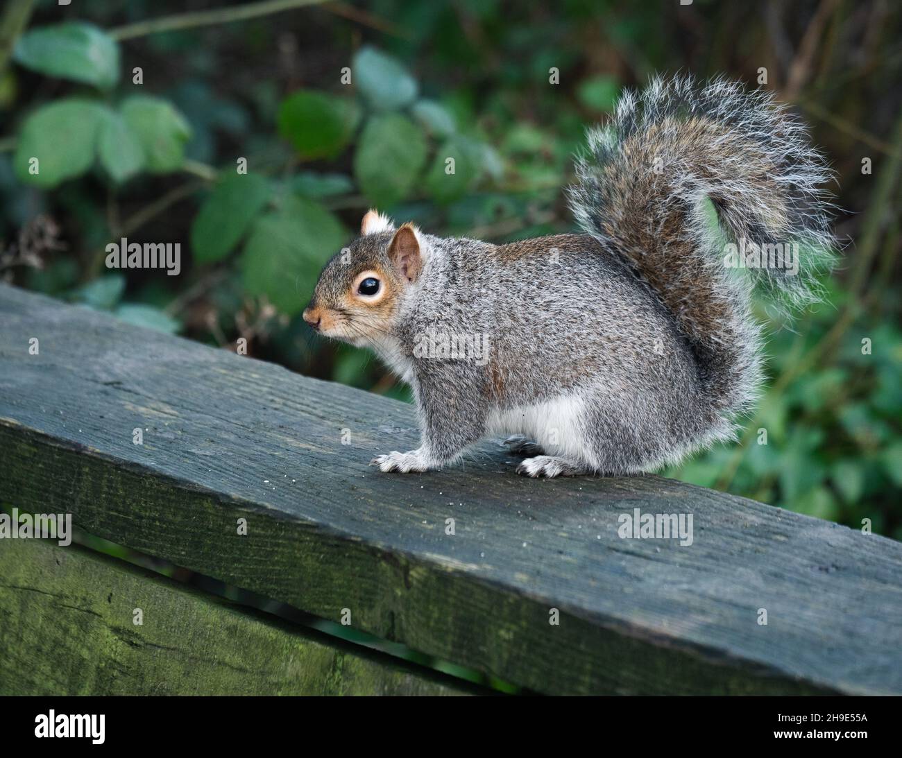 Cute Nature Reserve Grey Squirrel Stock Photo - Alamy