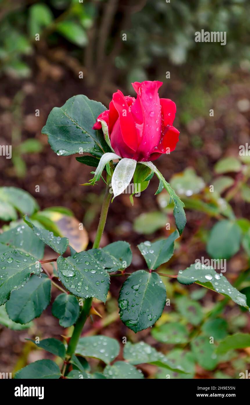 Flowering rose bush in the garden with red flowers covered with ...