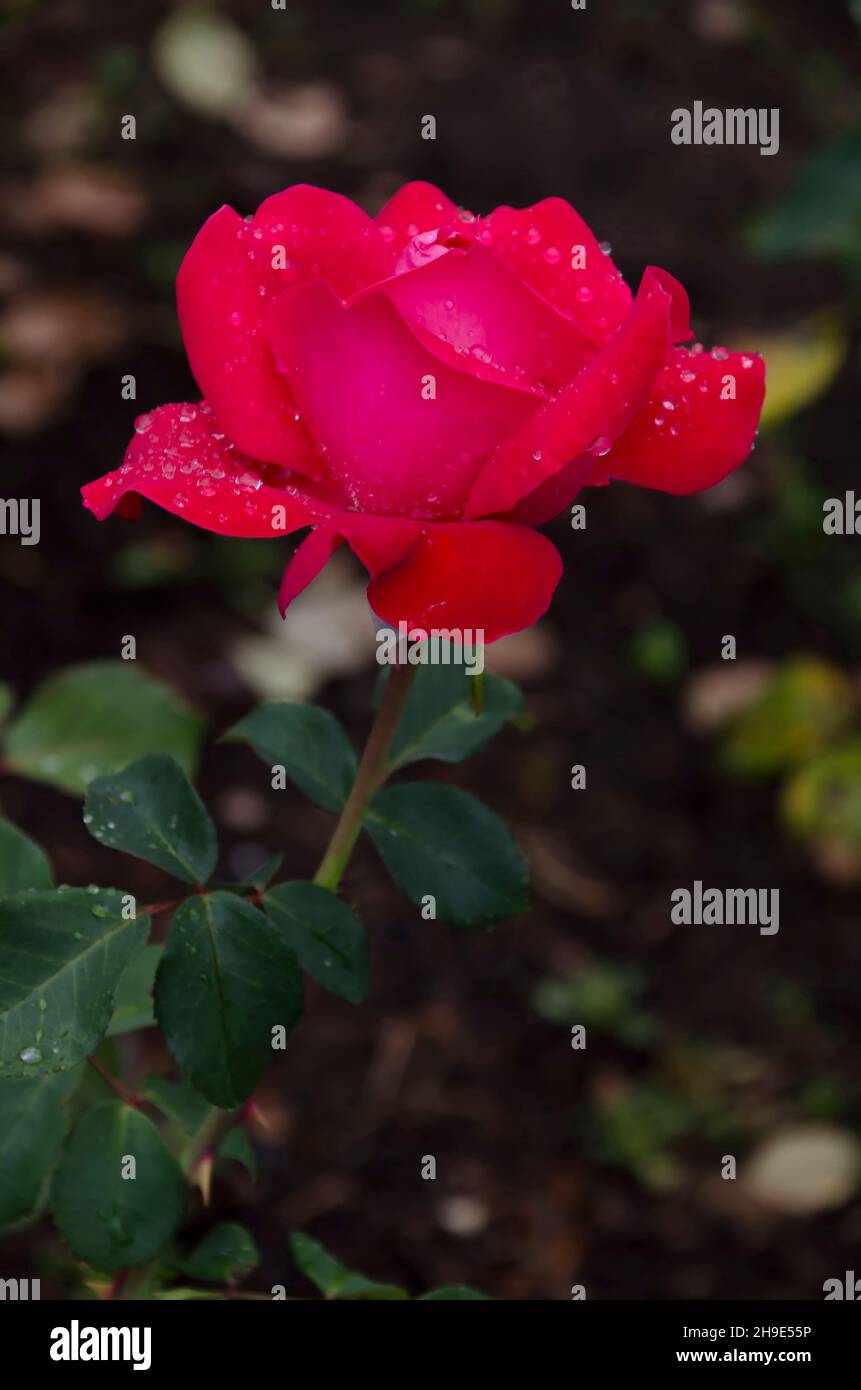 Garden red flower hi-res stock photography and images - Alamy