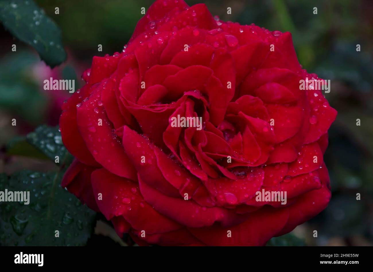 Flowering rose bush in the garden with red flowers covered with ...