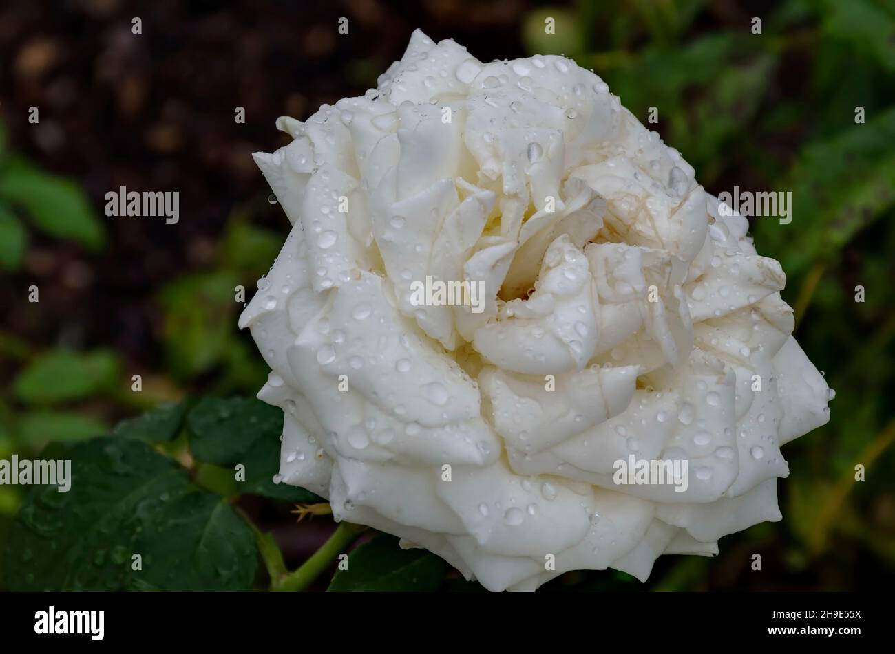 Flowering rose bush in the garden with white flowers covered with ...