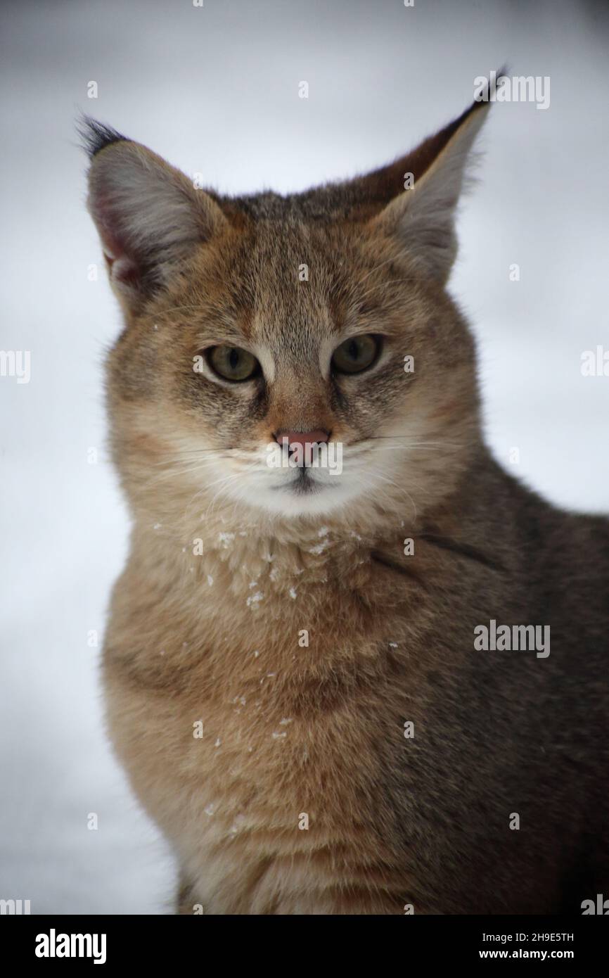 Animals in the wild concept - extreme close up portrait of swamp lynx ...